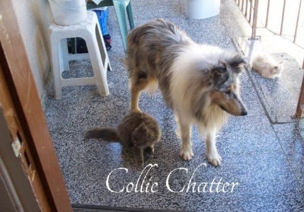 Jason, the Hero Collie | Collie Chatter