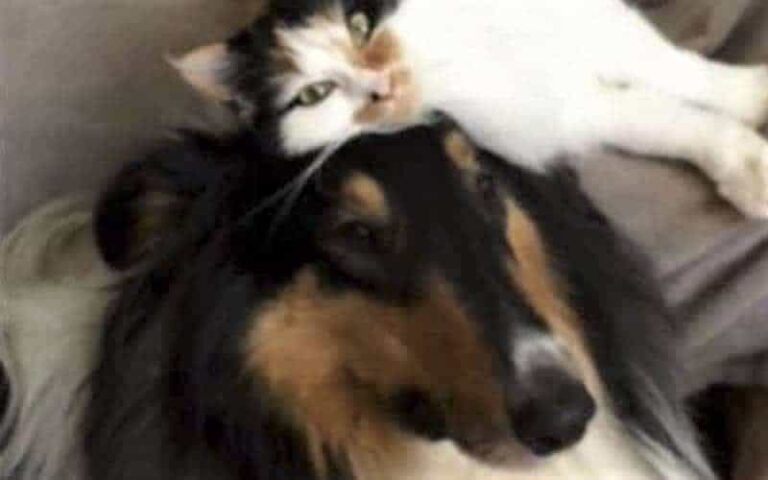 The Collies Who Rescue Cats | Collie Chatter