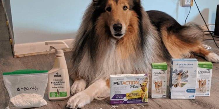 Parasite Protection for dogs with the MDR1 Gene | Collie Chatter