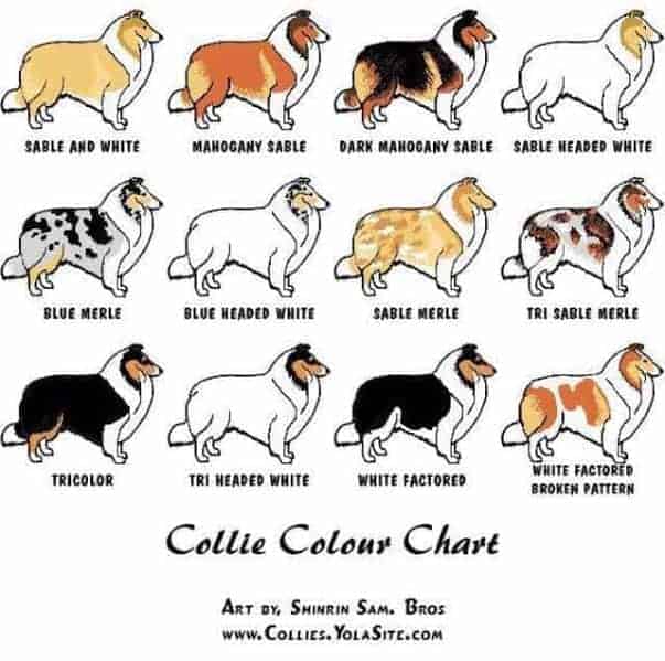 What Is A Rough Collie? | Lassie Dog Breed | Collie Chatter