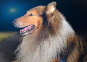 Rough Collie Grooming Tools | Brought to you by Collie Chatter