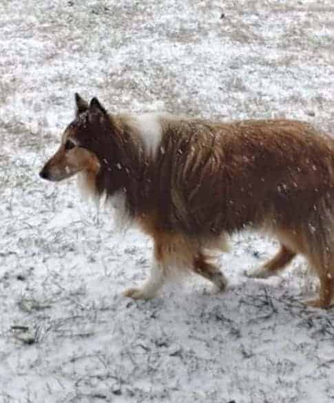 Legacy of A Rescued Collie | Collie Chatter