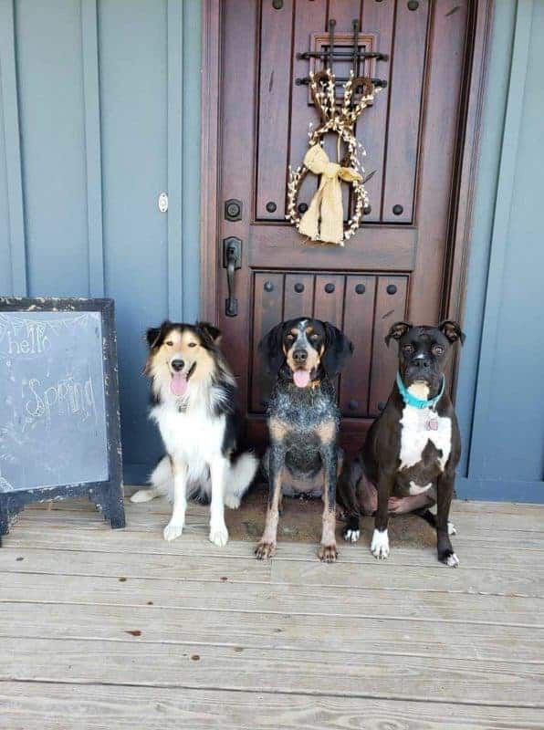 Legacy of A Rescued Collie | Collie Chatter