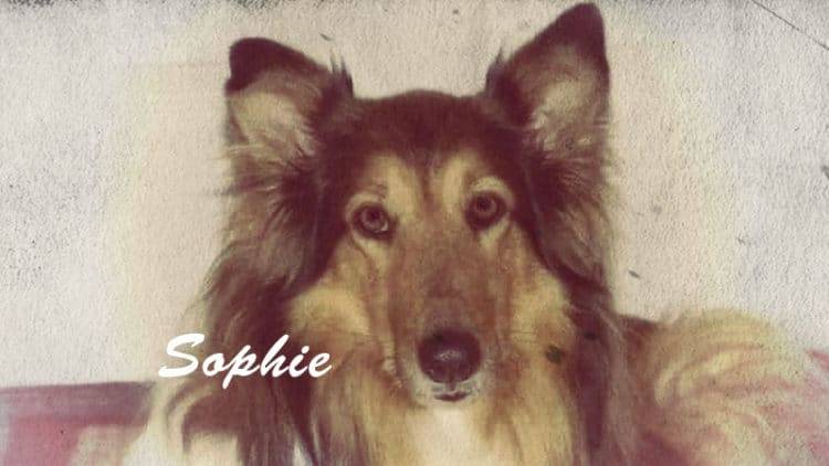 Legacy of A Rescued Collie | Collie Chatter
