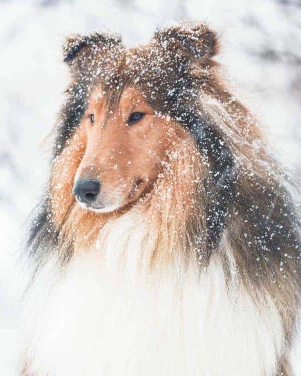 Holiday Gift Guide for Collie Lovers | Collie Chatter