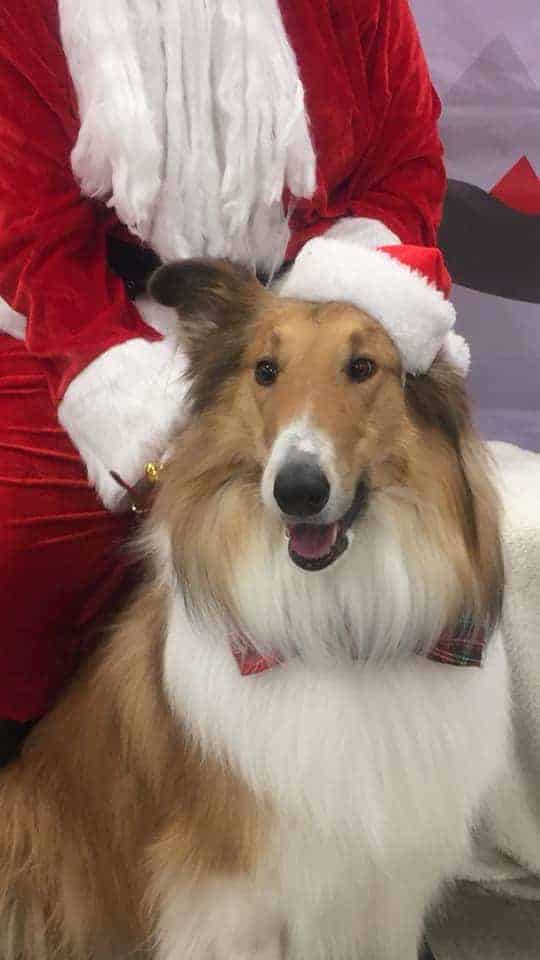 Holiday Gift Guide for Collie Lovers | Collie Chatter