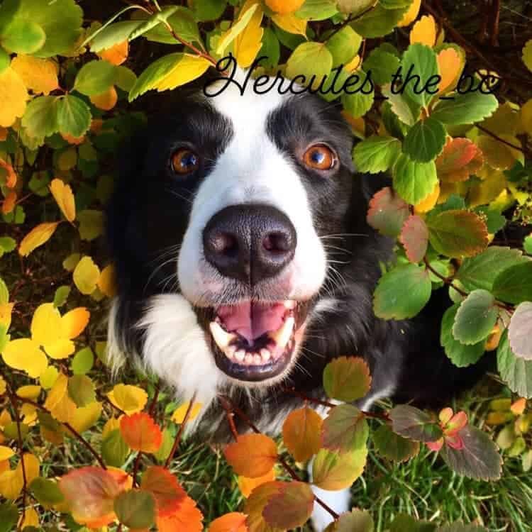 Things to Consider Before Getting A Border Collie | Collie Chatter