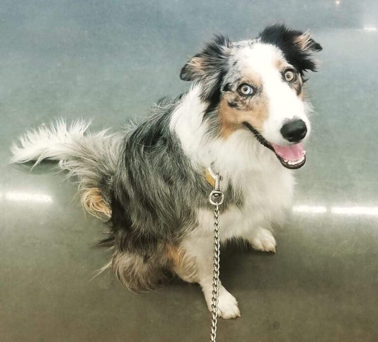 Things to Consider Before Getting A Border Collie | Collie Chatter