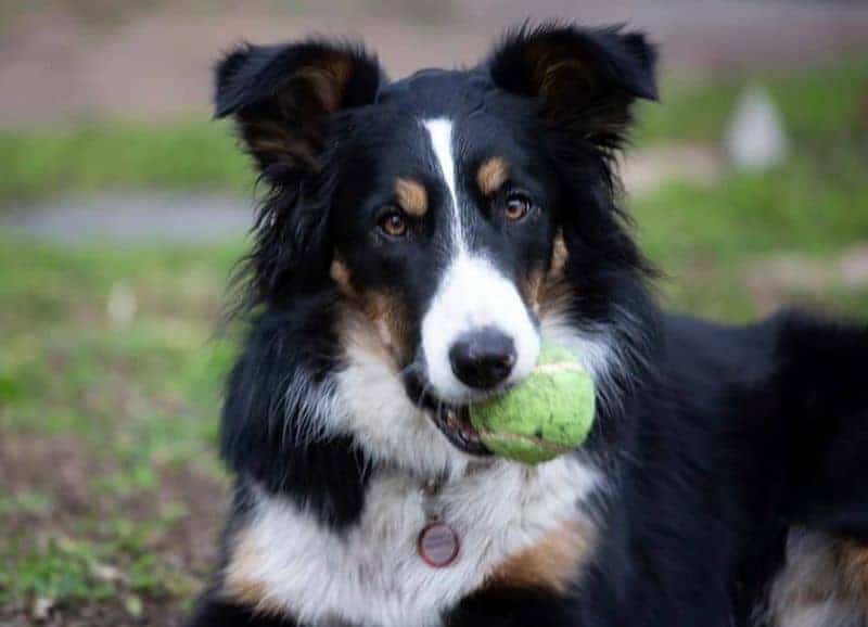 Things to Consider Before Getting A Border Collie | Collie Chatter