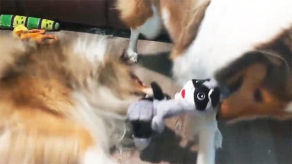 Our Top 20 Recommended Toys for Collies | Collie Chatter