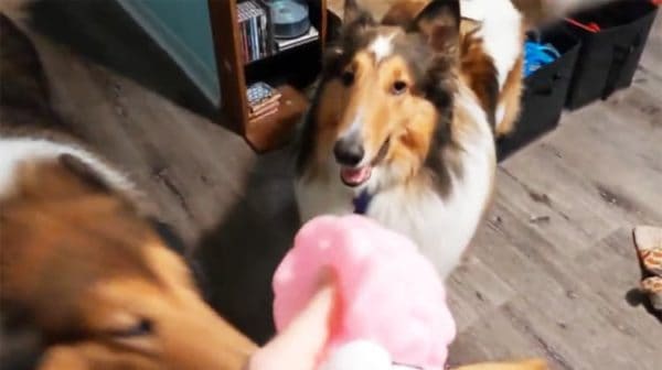 Our Top 20 Recommended Toys for Collies | Collie Chatter