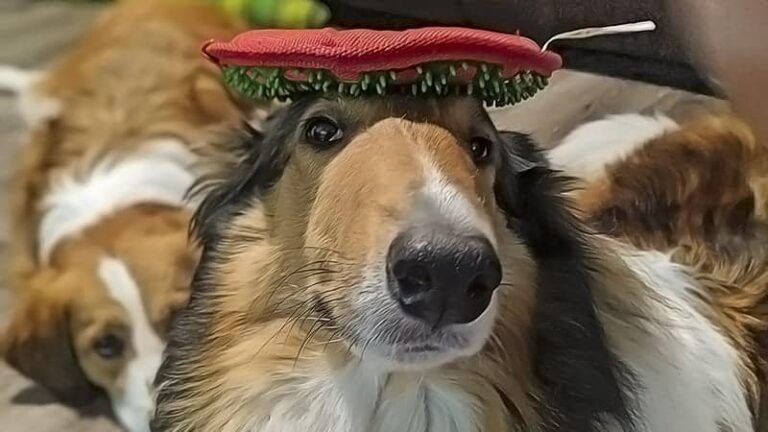 Our Top 20 Recommended Toys for Collies | Collie Chatter