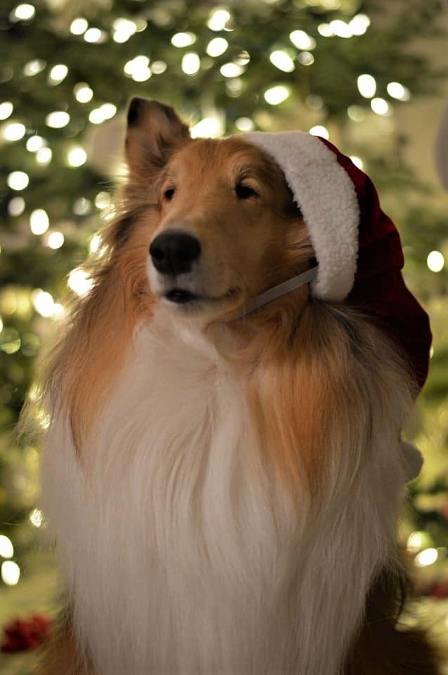 Holiday Gift Guide for Collie Lovers | Collie Chatter