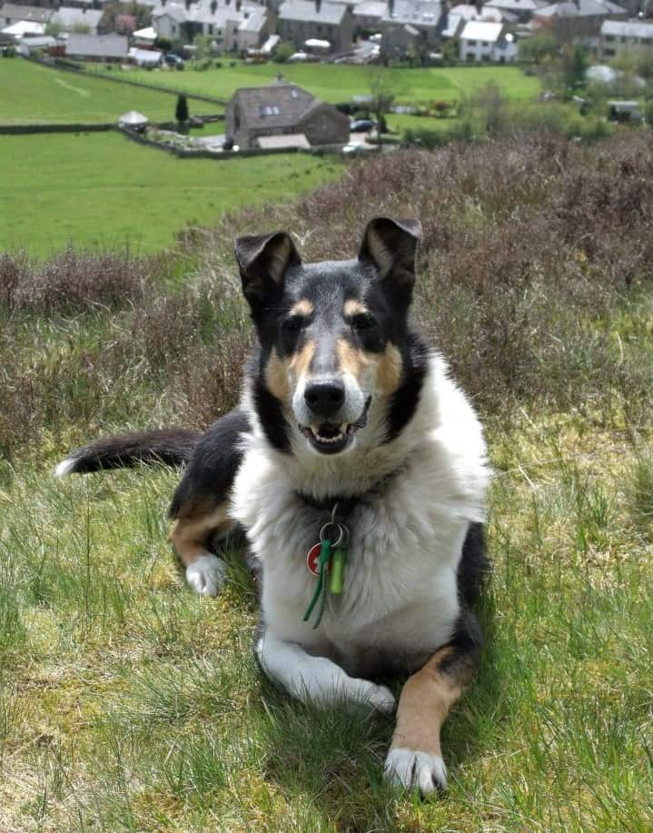 Smooth Collie Search and Rescue Dog | Collie Chatter