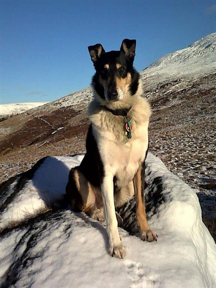 Smooth Collie Search and Rescue Dog | Collie Chatter