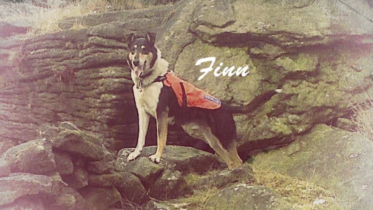 Smooth Collie Search and Rescue Dog | Collie Chatter