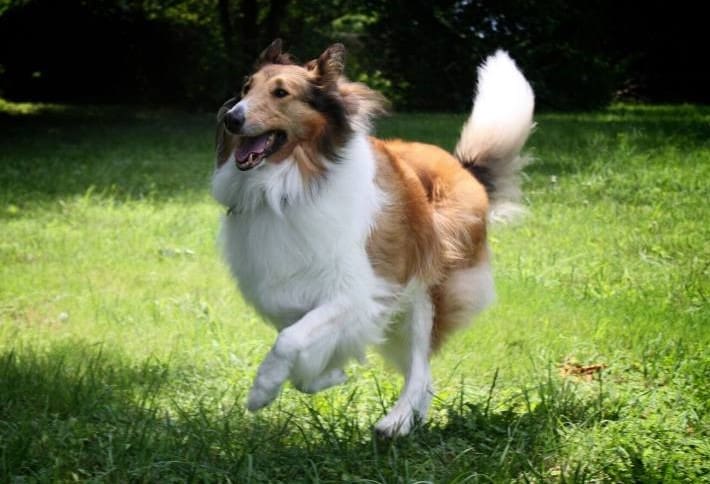 10 Low-to-No-Cost Games and Activities to Keep Your Collie Occupied ...