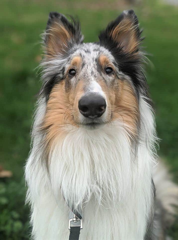 10 Low-to-No-Cost Games and Activities to Keep Your Collie Occupied ...