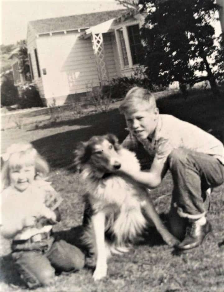 Queenie, the Collie Who Saved A Child | Collie Chatter