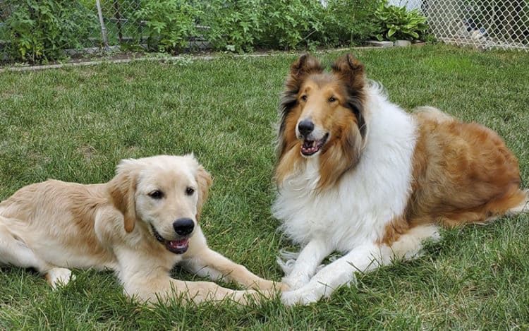 How Smart Are Rough Collies? | Collie Chatter