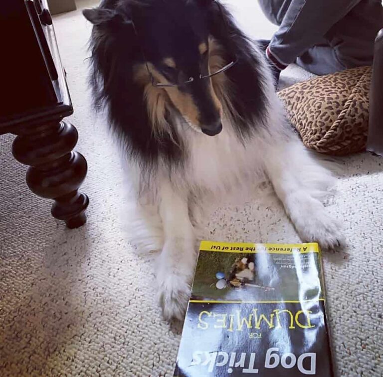 How Smart Are Rough Collies? | Collie Chatter