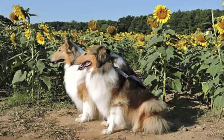How Smart Are Rough Collies? | Collie Chatter