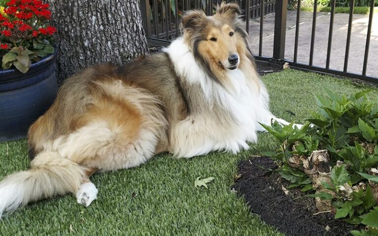 How Smart Are Rough Collies? | Collie Chatter