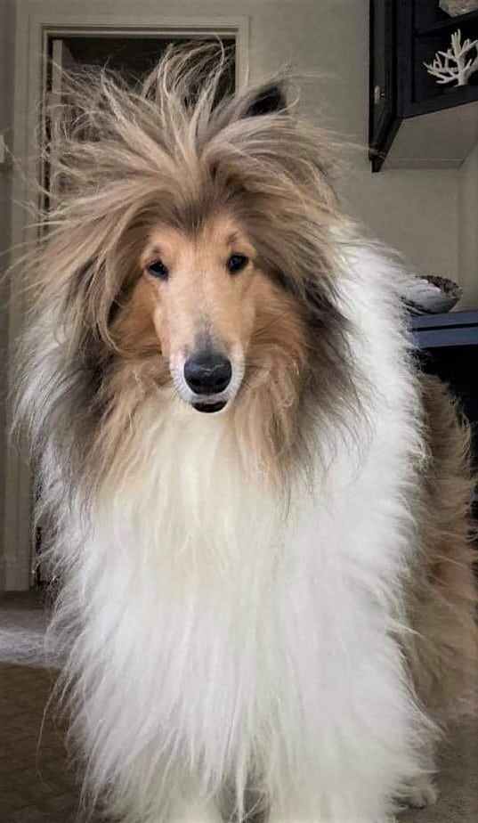 Cody Crazy Hair, A Collie Like No Other | Collie Chatter