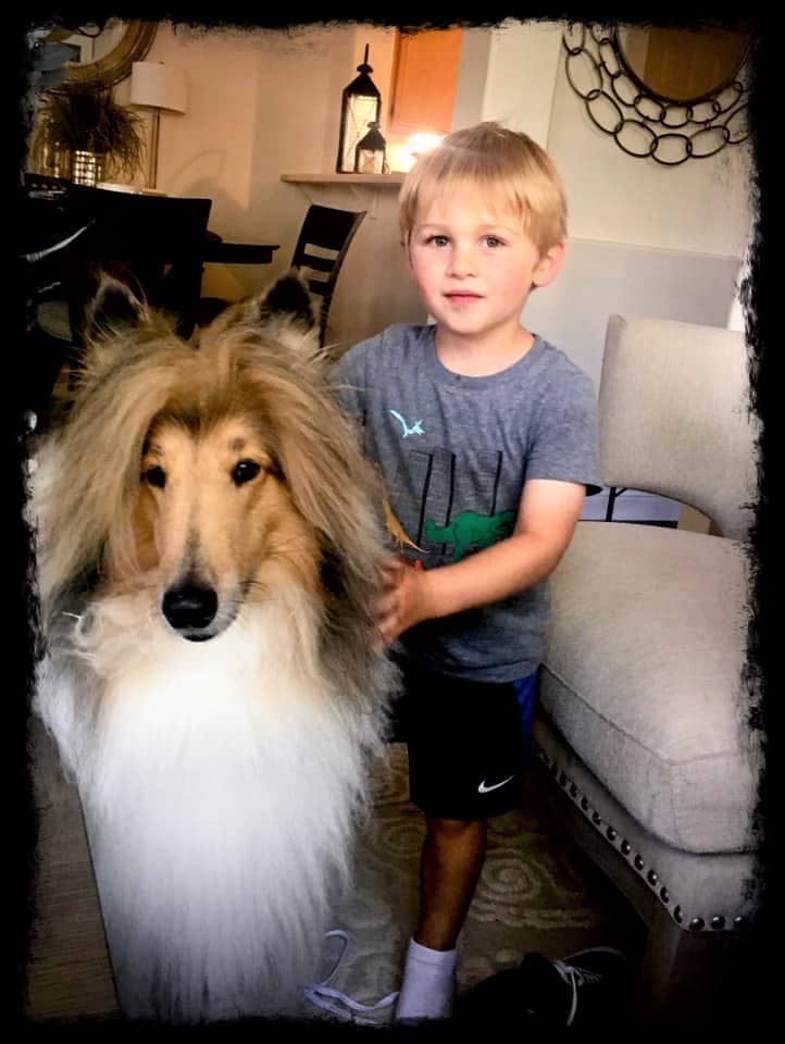 Cody Crazy Hair, A Collie Like No Other | Collie Chatter