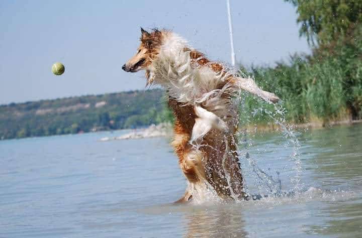 Do Collies Like to Swim? | Collie Chatter