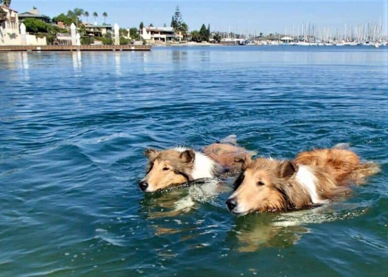 Do Collies Like to Swim? | Collie Chatter