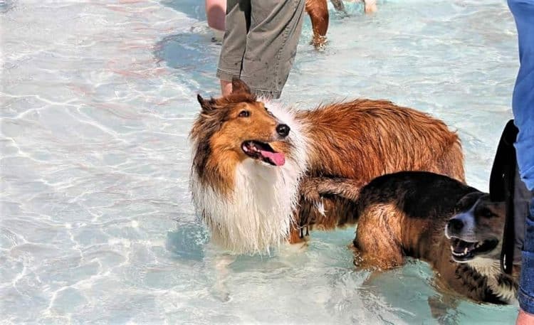 Do Collies Like to Swim? | Collie Chatter