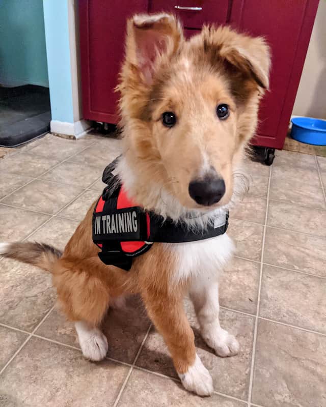 Vakaa, Rough Collie Mobility Service Dog | Collie Chatter