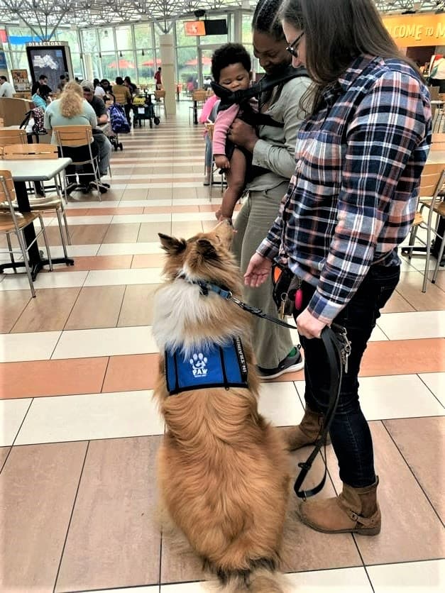 Vakaa, Rough Collie Mobility Service Dog | Collie Chatter