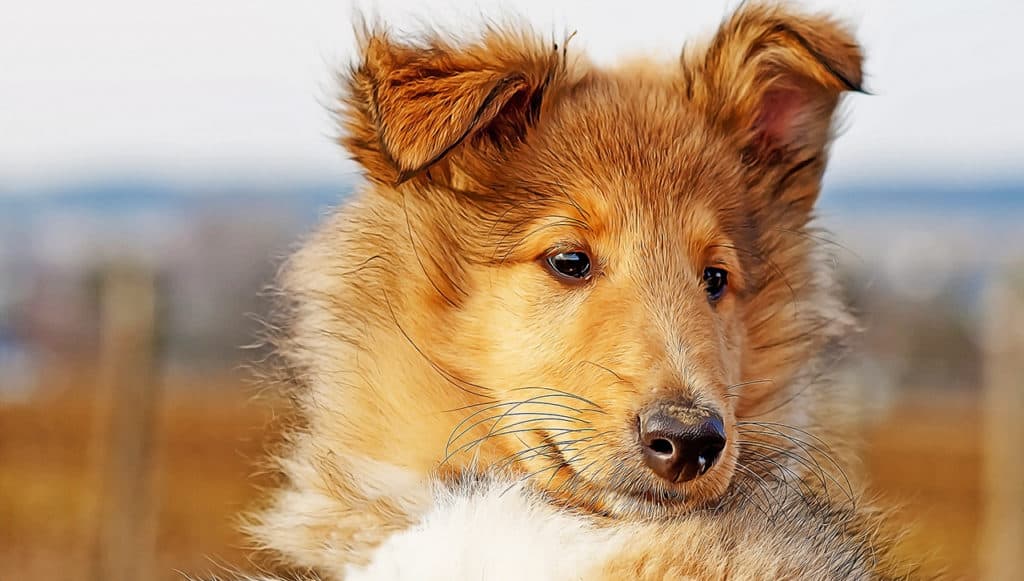 5 Reasons Rough Collies Make Great Pets | Collie Chatter