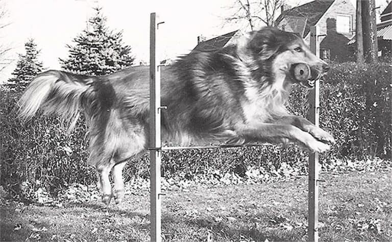 Are Collies Good with Kids? | Collie Chatter