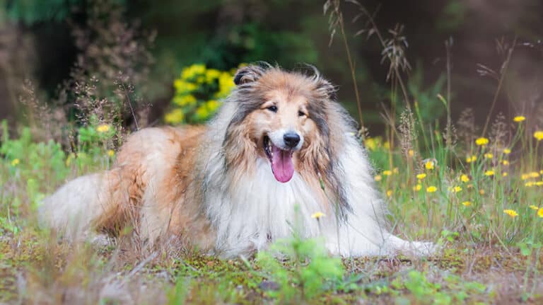 Are Rough Collies Aggressive by Nature? | Collie Chatter