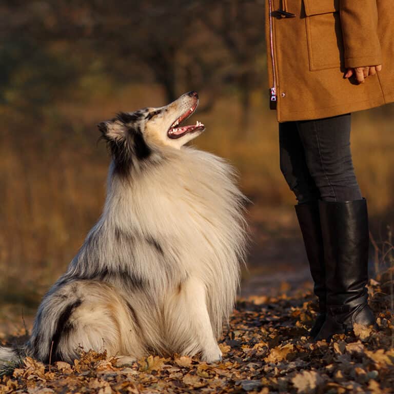 Are Rough Collies Good Running Partners | Collie Chatter