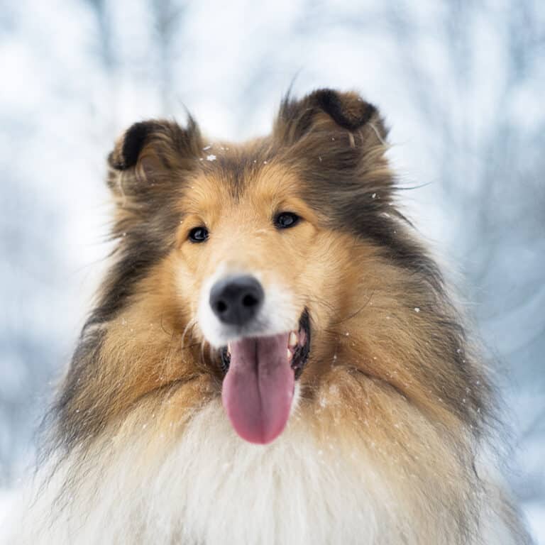 Do Rough Collies Shed a Lot? | Collie Chatter