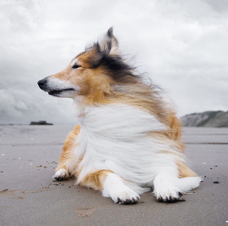 Do Rough Collies Shed a Lot? | Collie Chatter