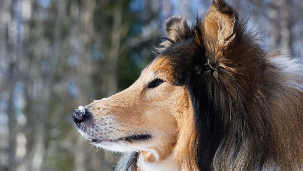 Do Rough Collies Shed a Lot? | Collie Chatter