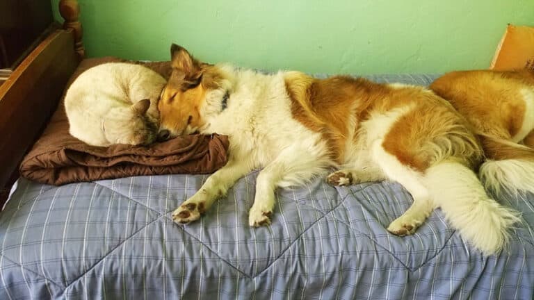 Are Rough Collies Good With Cats? | Collie Chatter