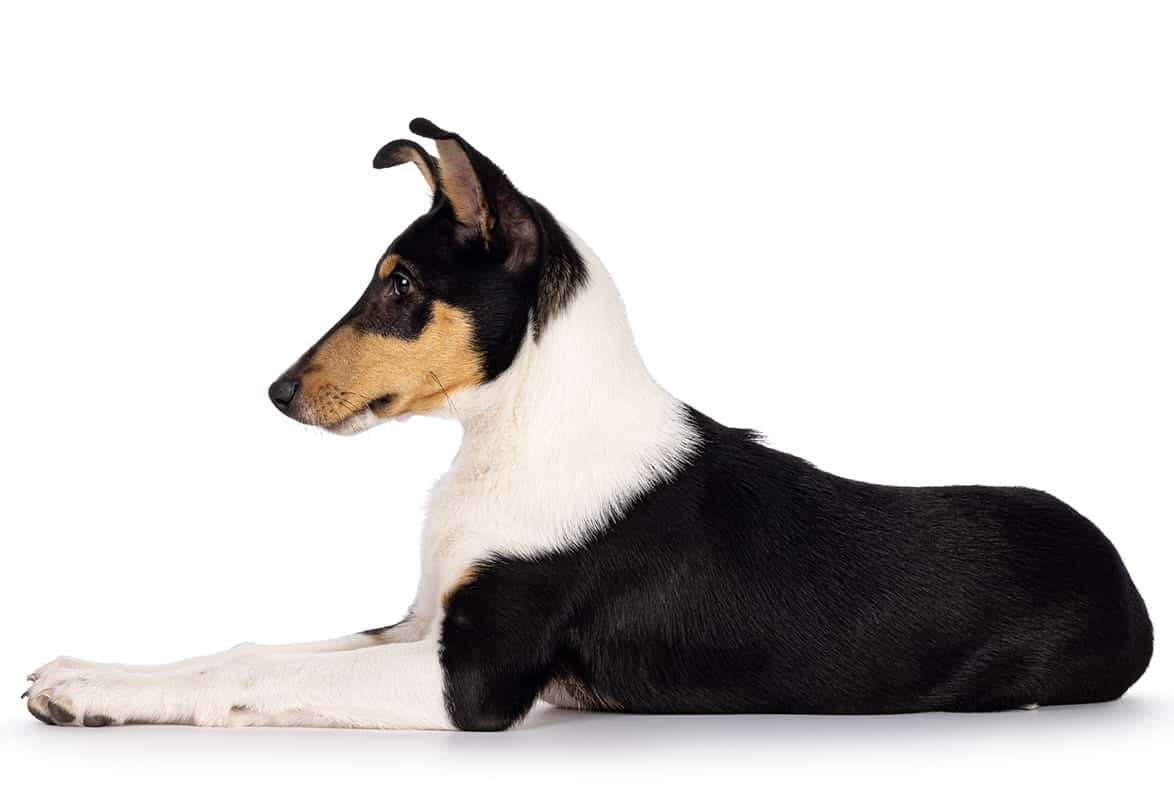 Are Smooth Collies Rare? | Collie Chatter