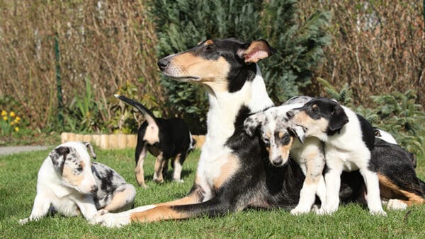 Are Smooth Collies Rare? | Collie Chatter