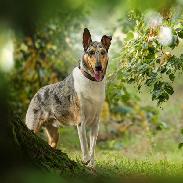 Are Smooth Collies Rare? | Collie Chatter