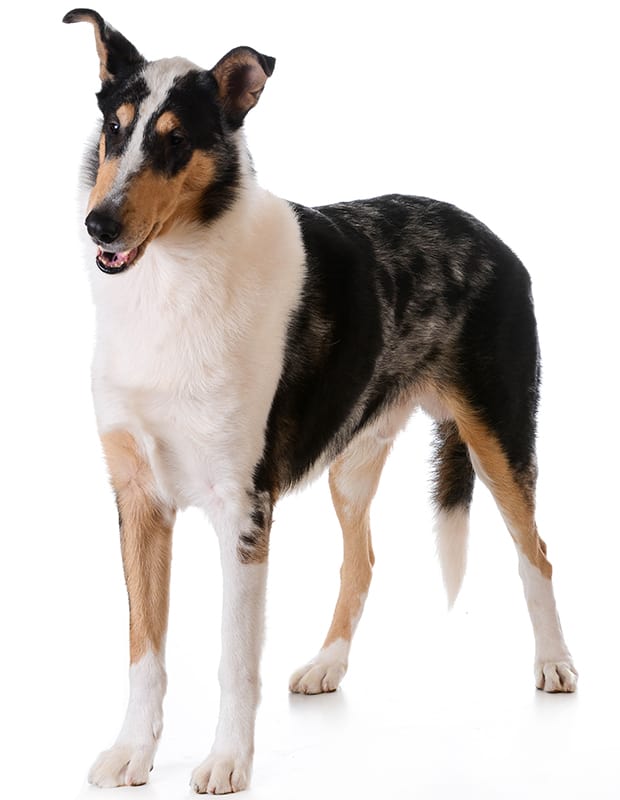 Are Smooth Collies Rare? | Collie Chatter