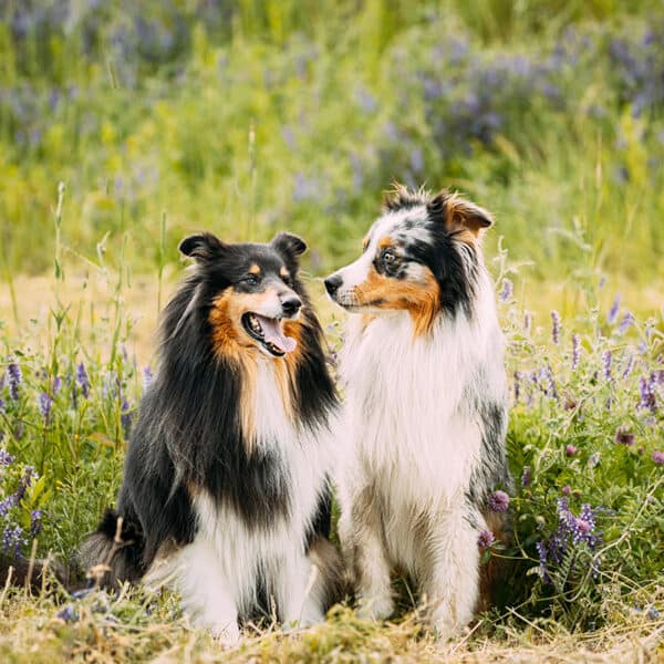 What Are Collies Known For | Collie Chatter